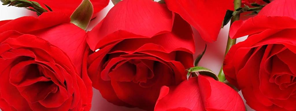 Елена Фурцева