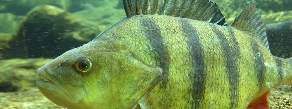 Pavel74Рыбалка для души