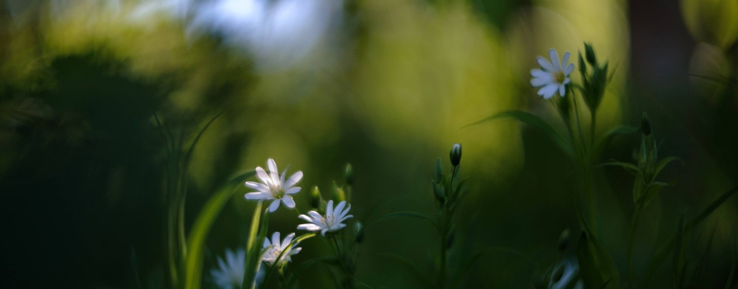 Ларионов Николай Андреевич | Словесность