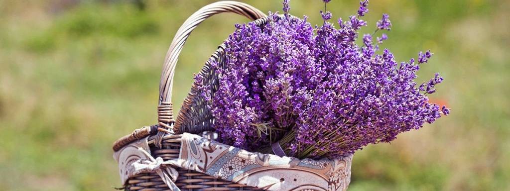 Луиза Прованс