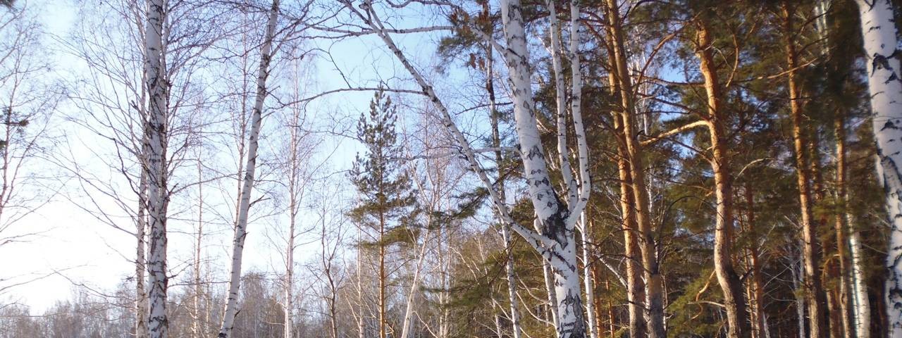 Елена Халдина