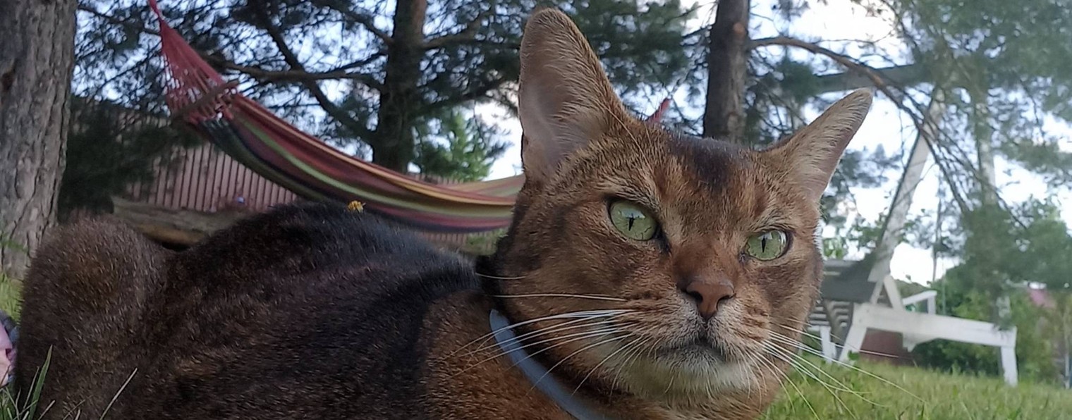 КотоПуз