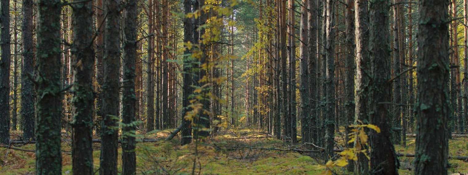 Александр Альпидовский