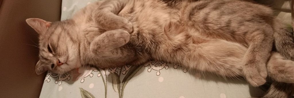 По имени Мяу