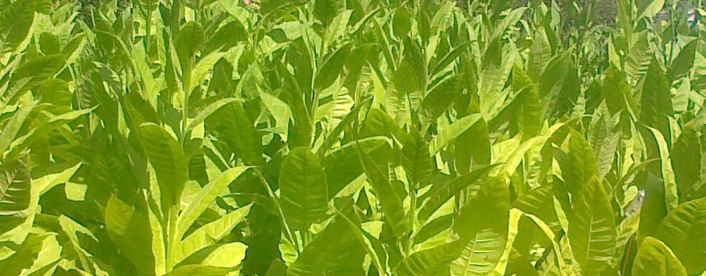 Домик на окраине. Дела табачные и не только.