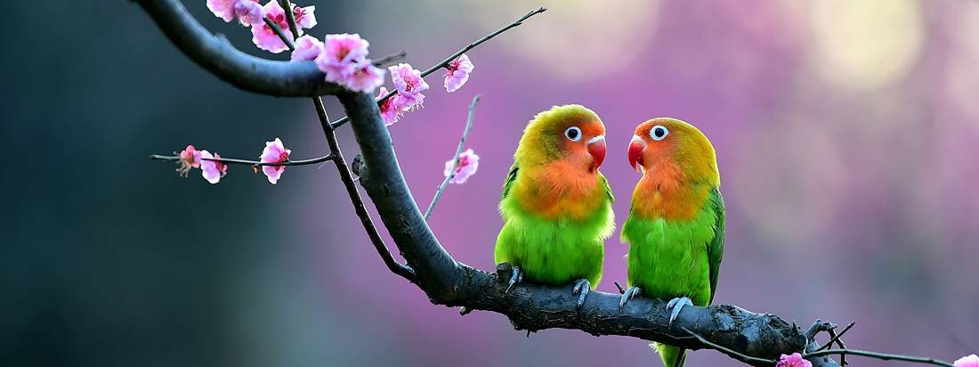 Телеграм Видео