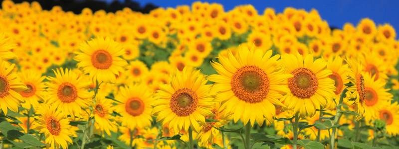 С П О Л О Х И