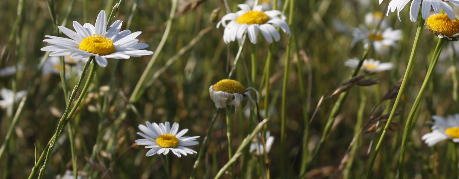 Мария Россол