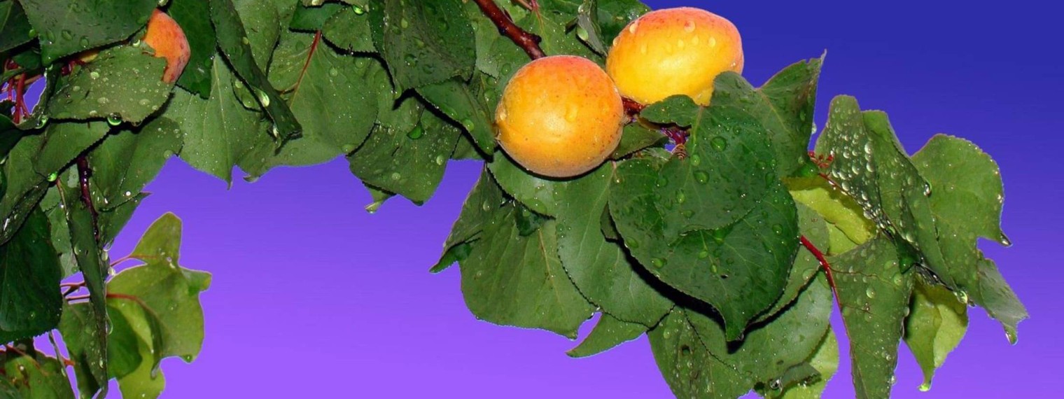 Георгий Александрович