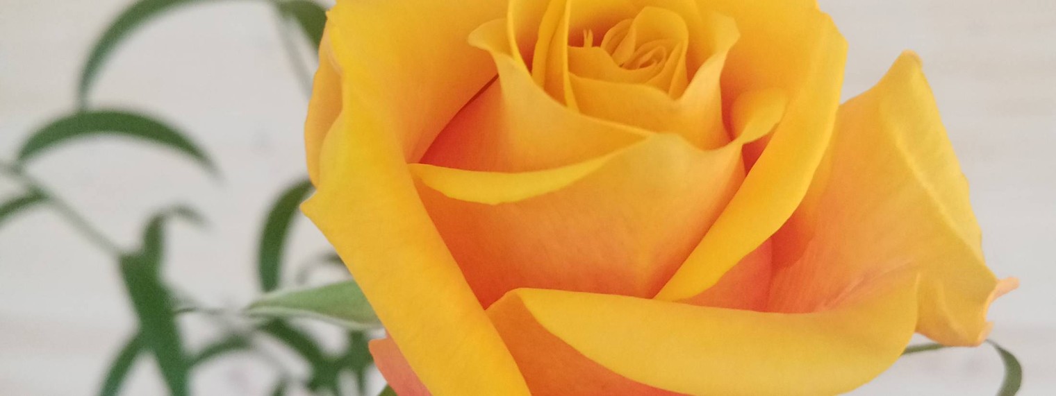 Розы в Тарасовке