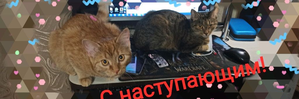 Котокурс