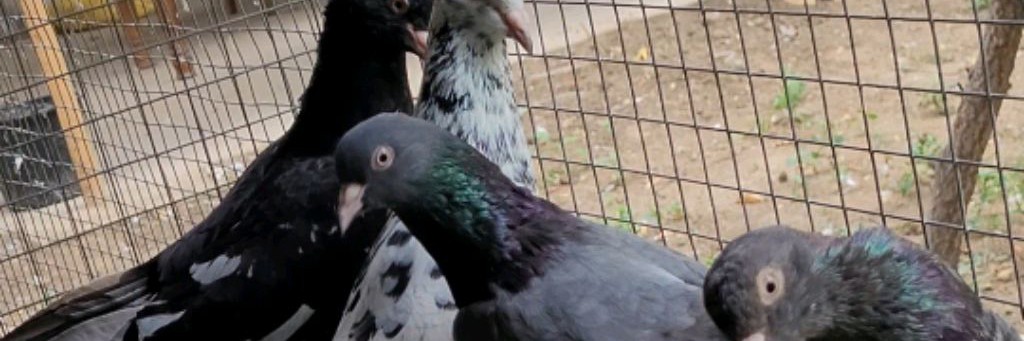 Голуби бакинские широкохвостые