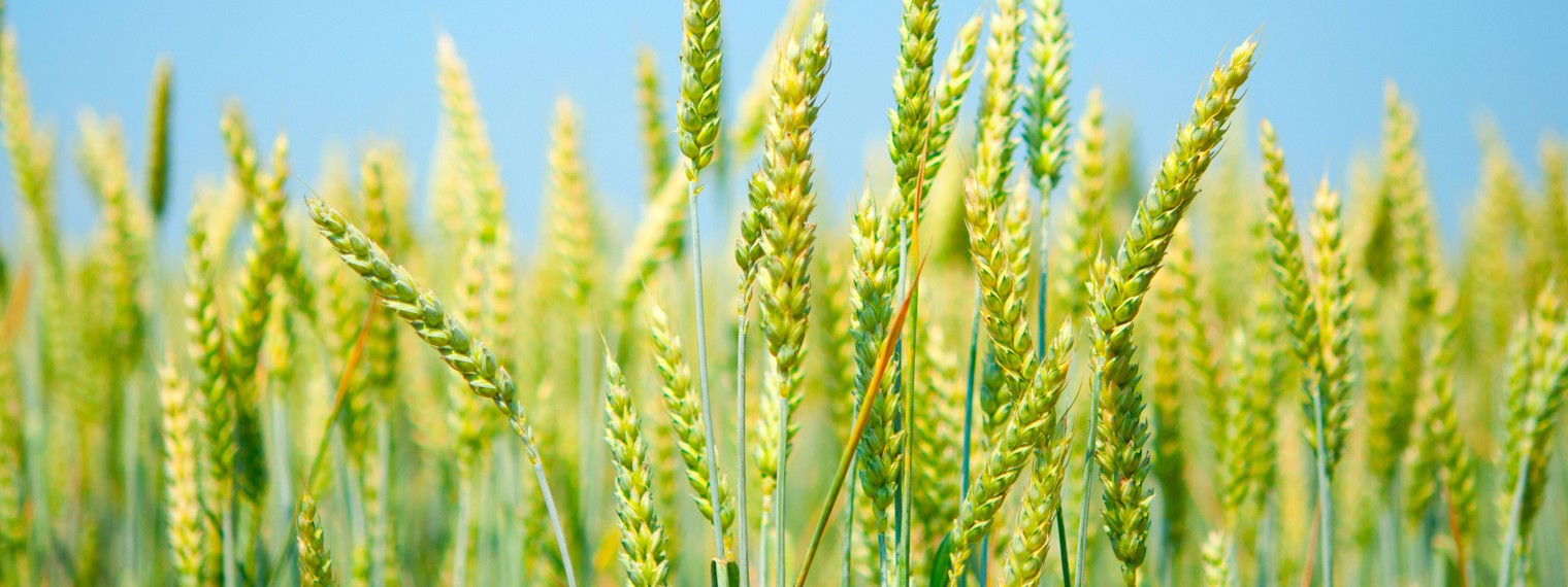 Минсельхозпрод РД