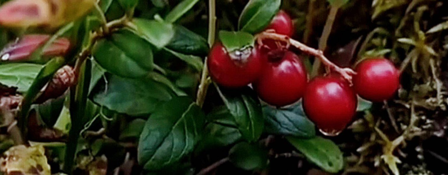 Добрый День