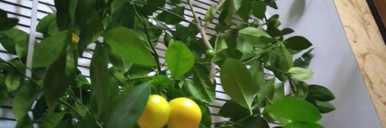 домик в деревне