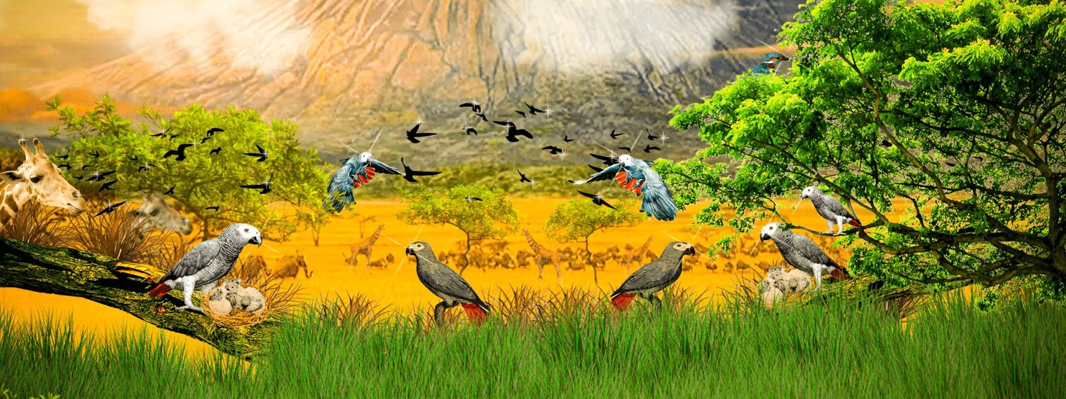 Жизнь с попугаями Жако