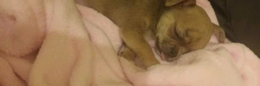 Собачка Молли