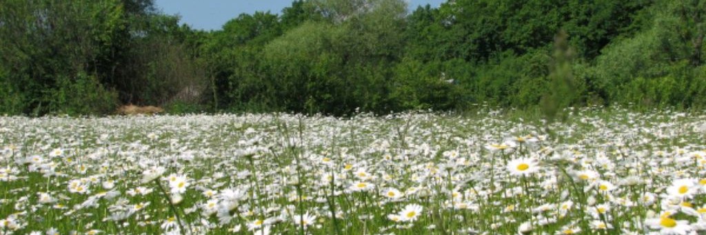 КОНСТАНТИН ДМИТРИЕВ