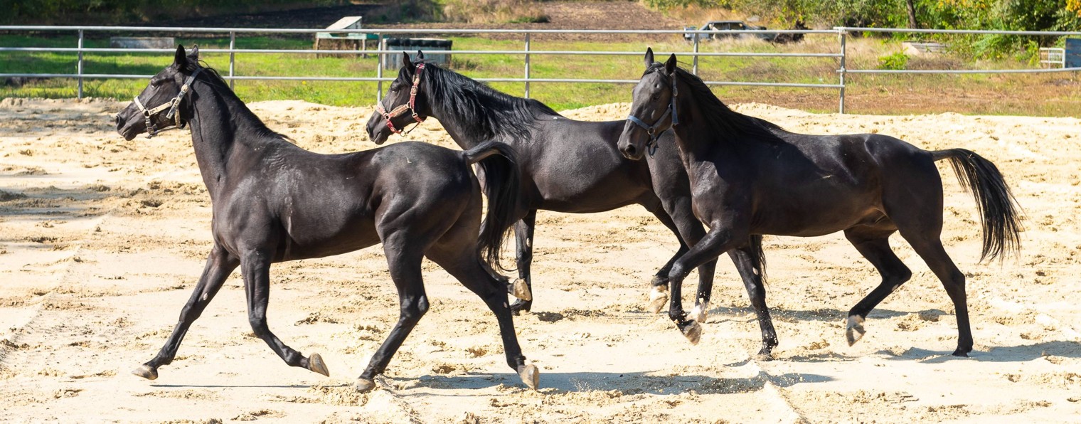 Конно-спортивный клуб "Ход конём"