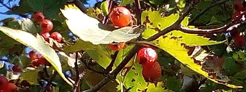 Урожайные грядки мамы Натки