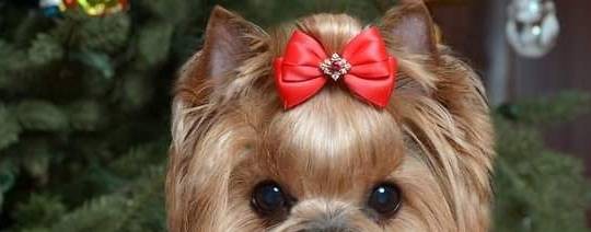 MoskovskiyTalisman2023