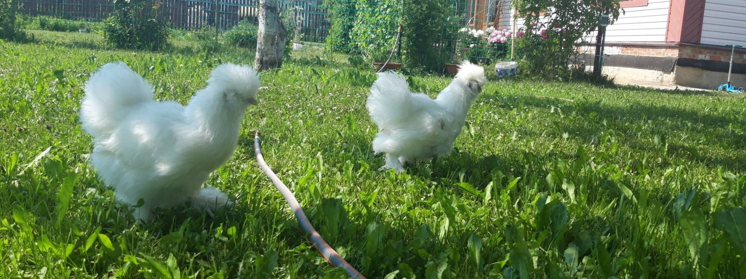 МИНИ ПЕРЕПЕЛИНИ