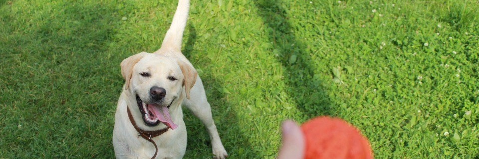 Дрессировка собак АВ-ГАВ