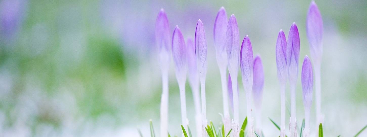 Юлия Воронцова