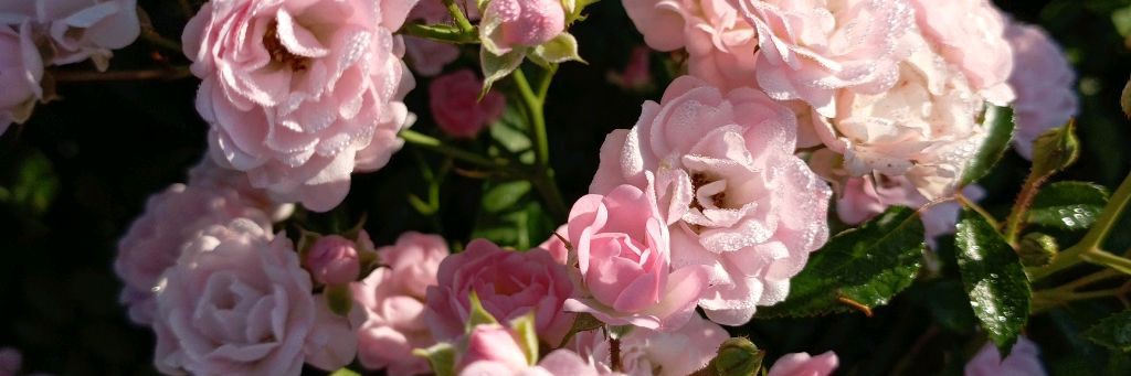 Деревенька