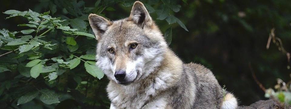 Южнорусская овчарка