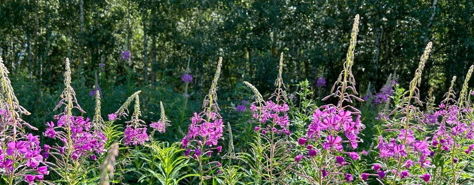 Шелковый цвет_ Шитье и крой с Светланой Новичковой