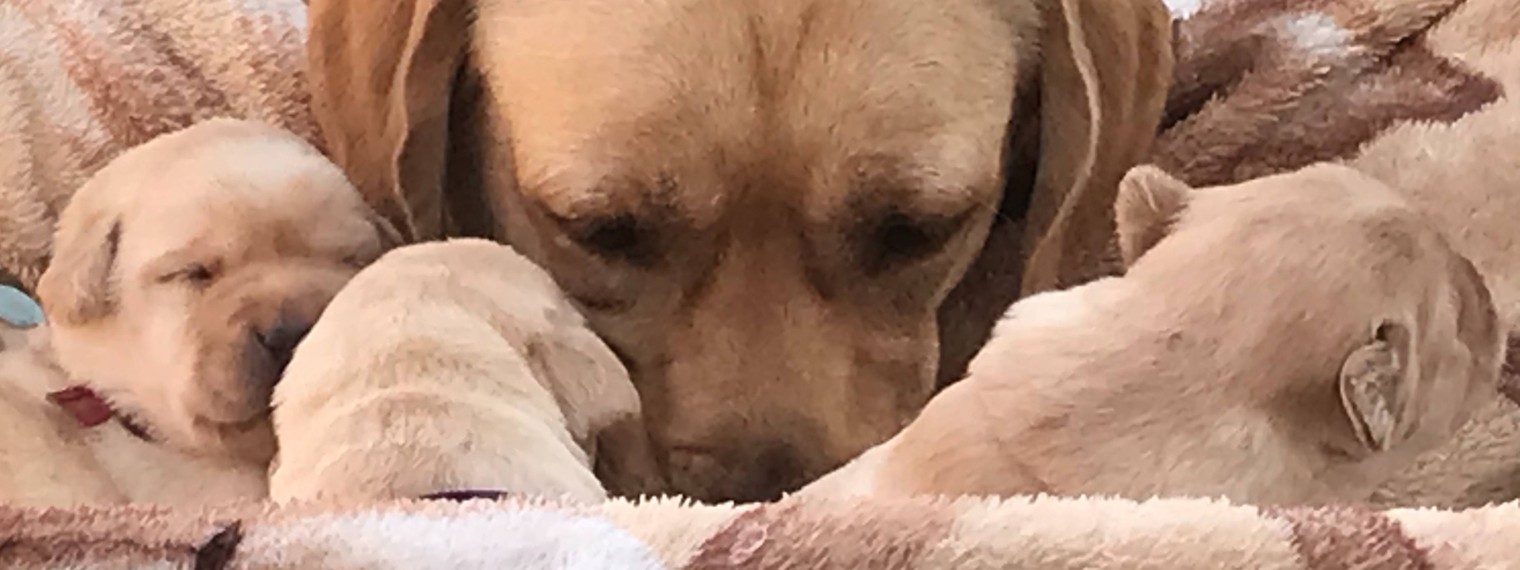 Территория Животных