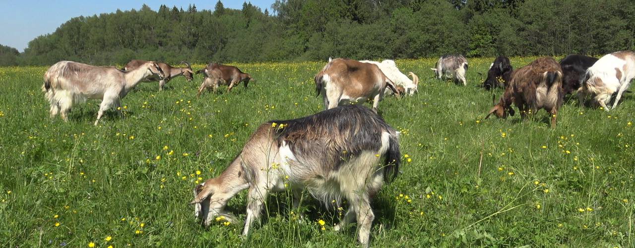 Жизнь в подмосковной деревне.