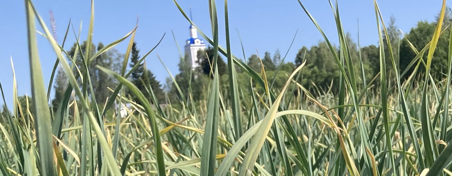 Весёлый Чеснок