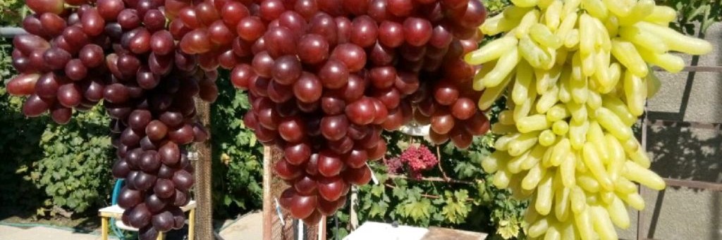Виноград Сергея Мансурова🍇🍇🍇