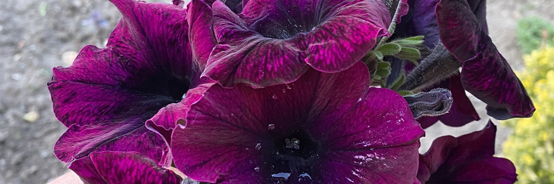 Искусница Мария