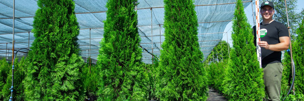 Питомник Туй ГринБэй