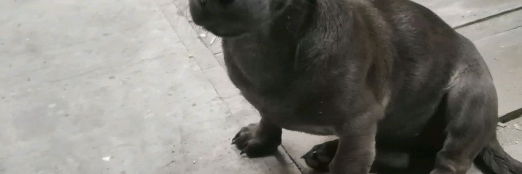 Николай плюс