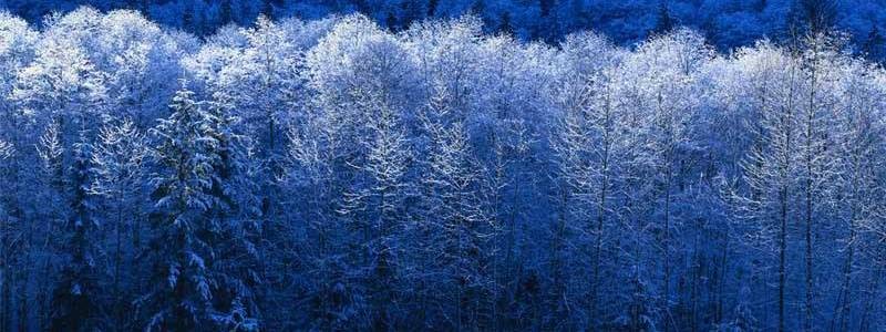 Макс Соколов