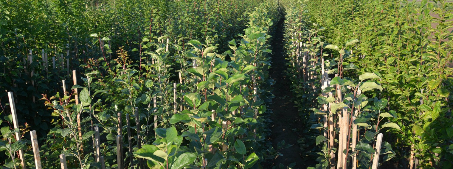 Питомник Баргузин.Саженцы Бурятии. Северный сад.