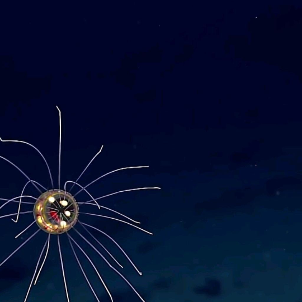 Аксаментов Андрей