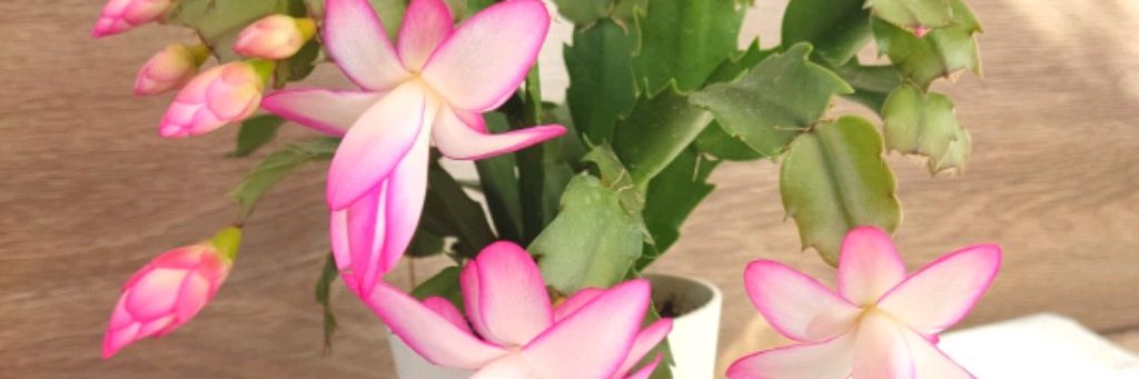 минутка вдохновения