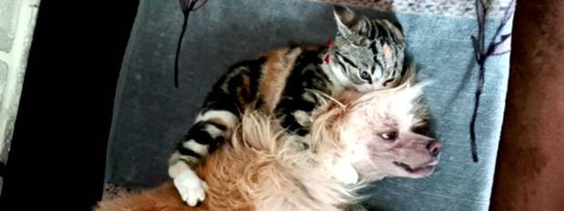 КОТОПЕСЬИ РАДОСТИ