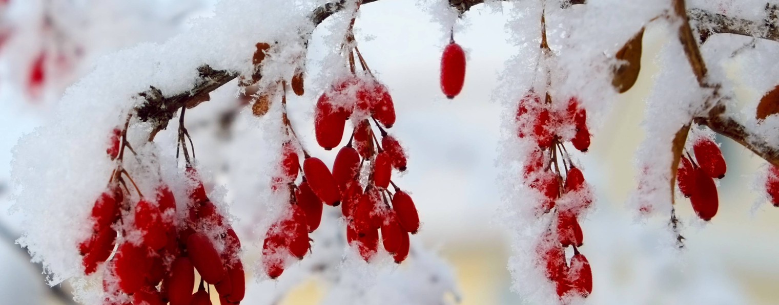 Александр Строков