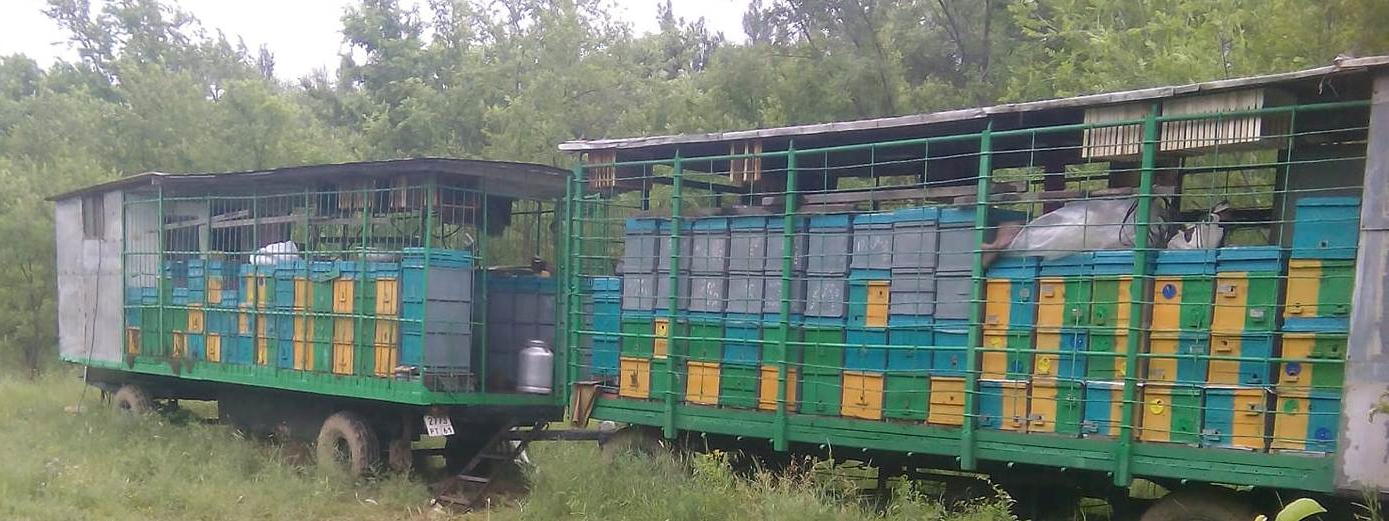 Пчеловодство кочевое