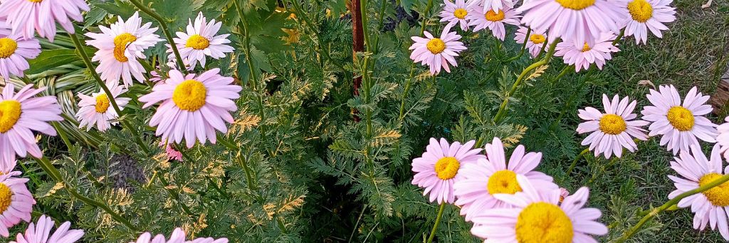 Любовь и Цветы