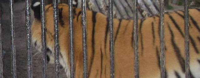 Чернец: стихи, песни, фан-арт