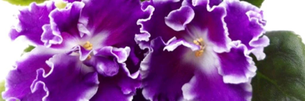 Зелёный МИР 🌏