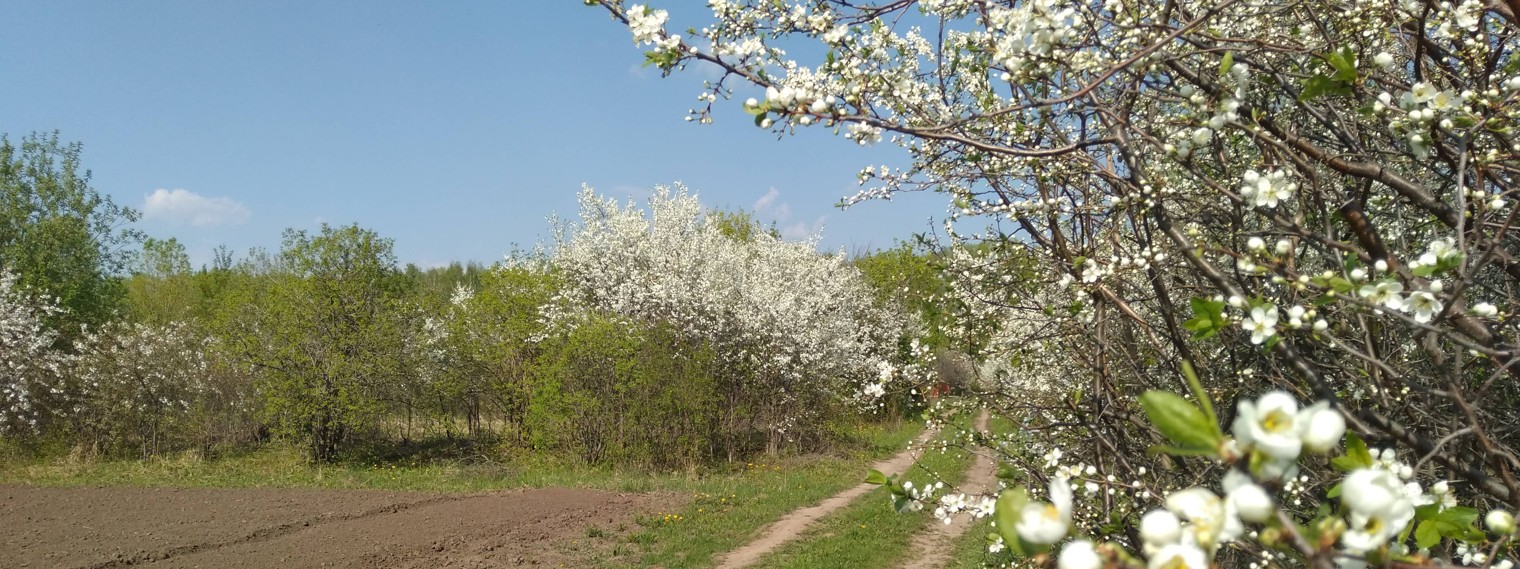 священник Георгий Галахов  (творчество)