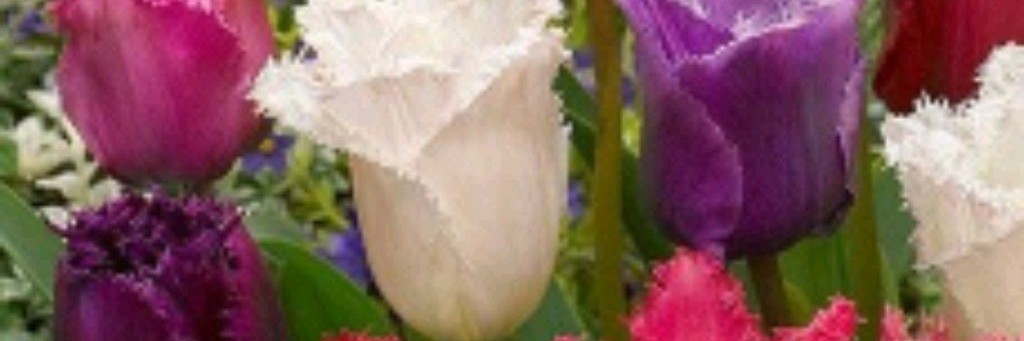 Ольга Соколова